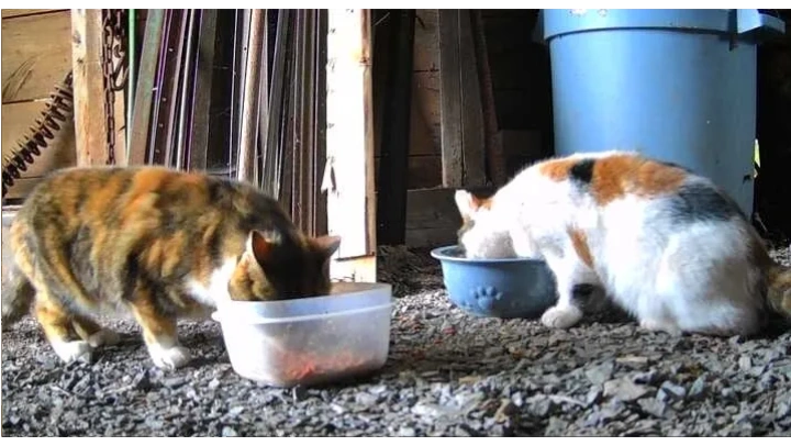 CARMA Cat: Rescuing Future Generations of Community Cats Through ...