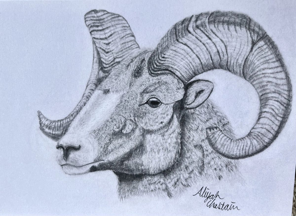 "Rocky Mountain Ram" Print