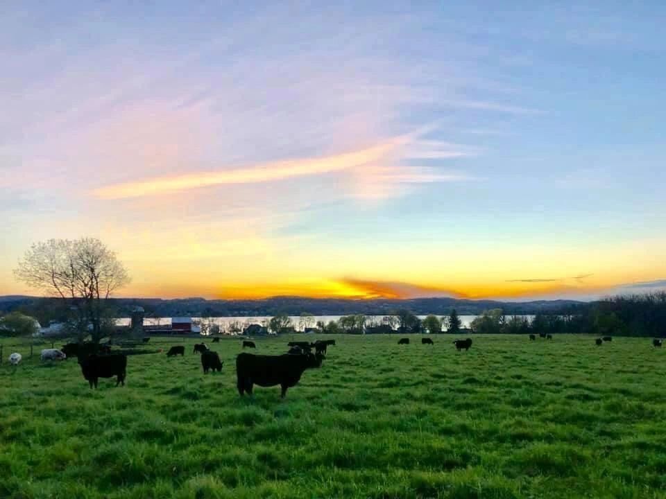 Premium Beef - Tamberlane Farm