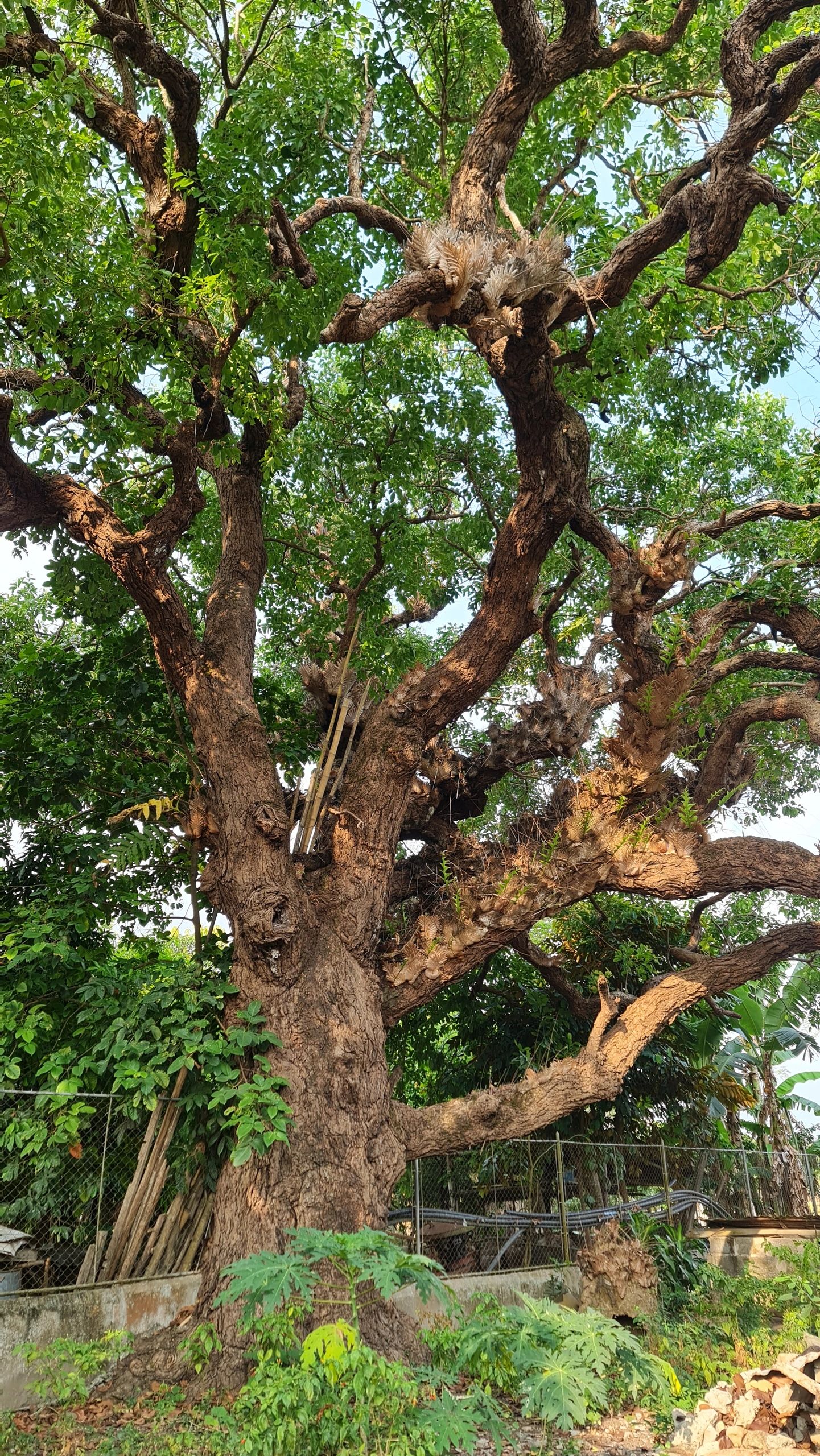 The 200 Years Old Duhat Tree | A Witness to Time