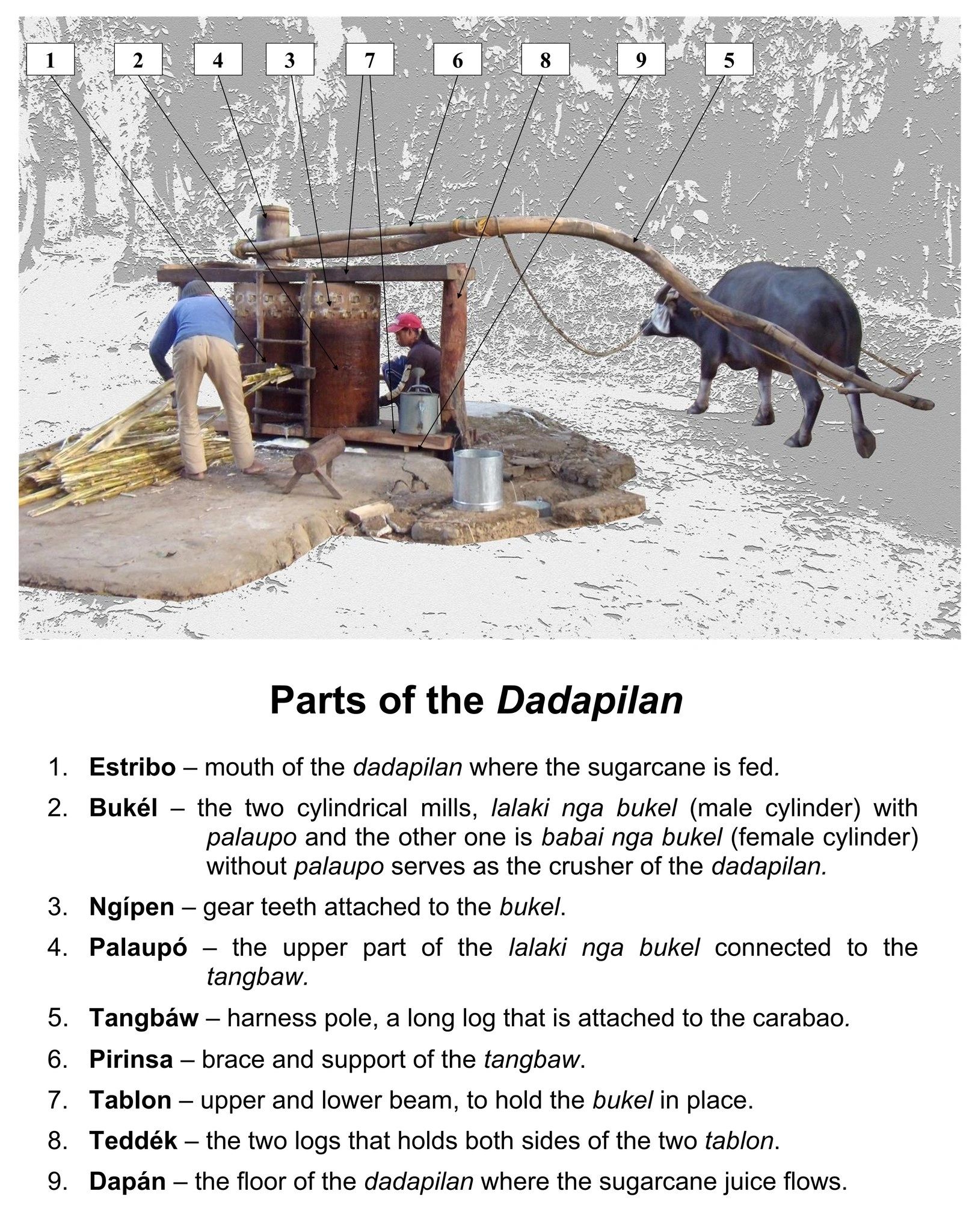 The "Dadapilan"