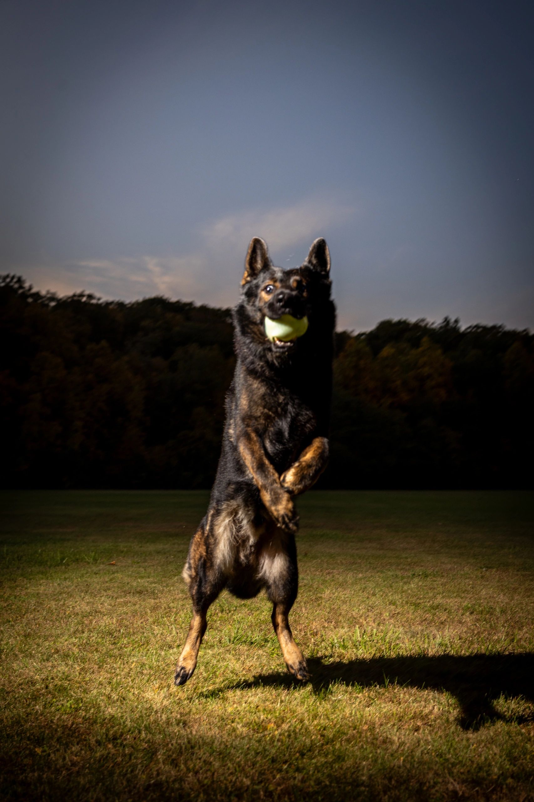 Overview | Kay9 Training and Care