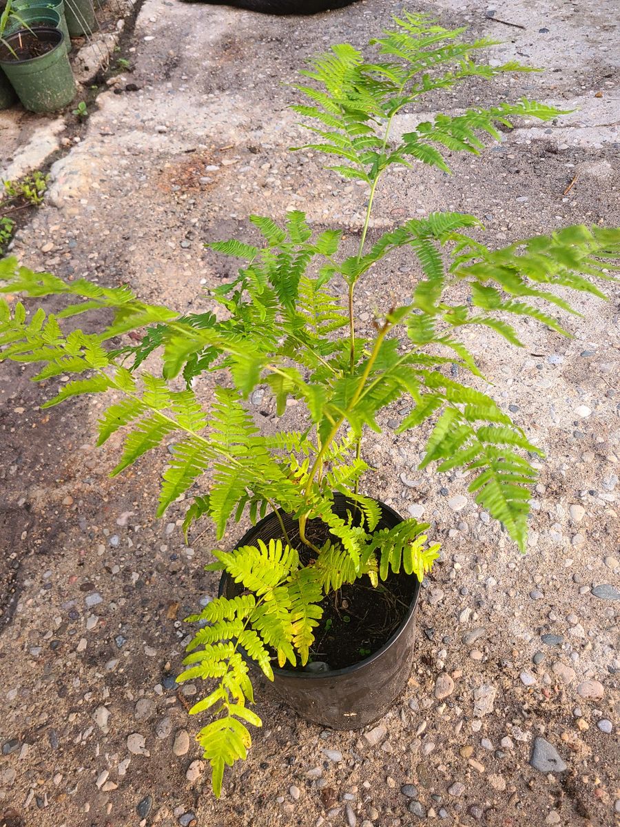 Bracken Fern (Pteridium) bare root