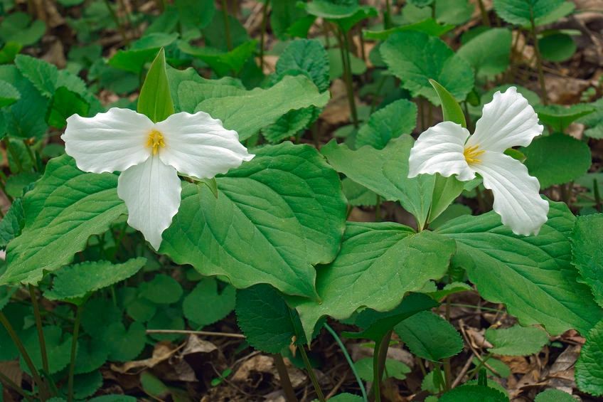 Trillium grandiflorum (White Trillium) bare root