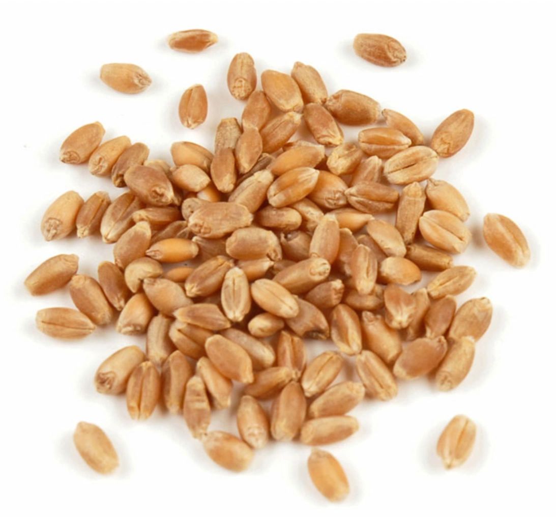 Grains - Malted Red Winter Wheat Distillers Grain 5 lb