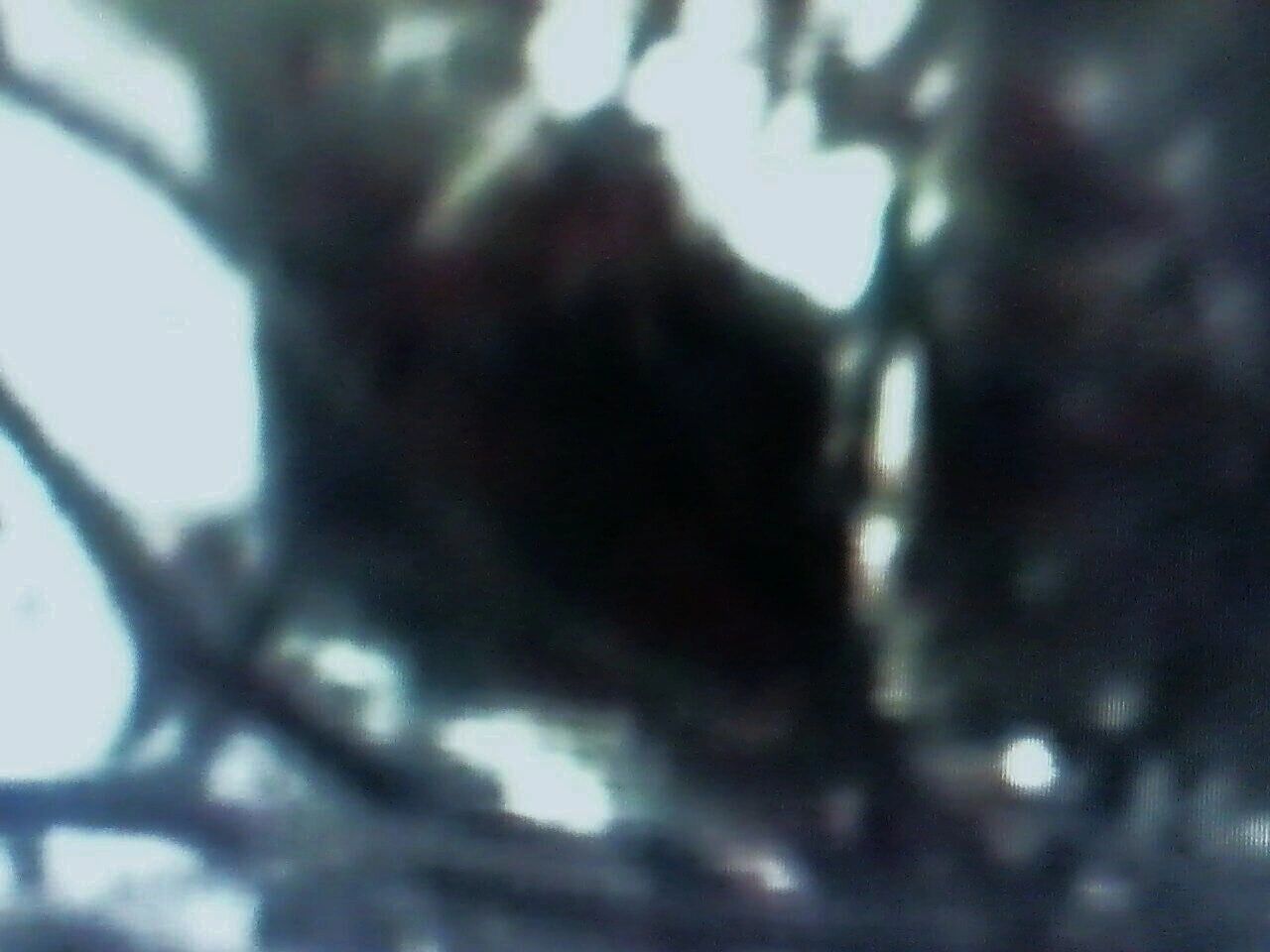 Ohio Cryptid Researchers