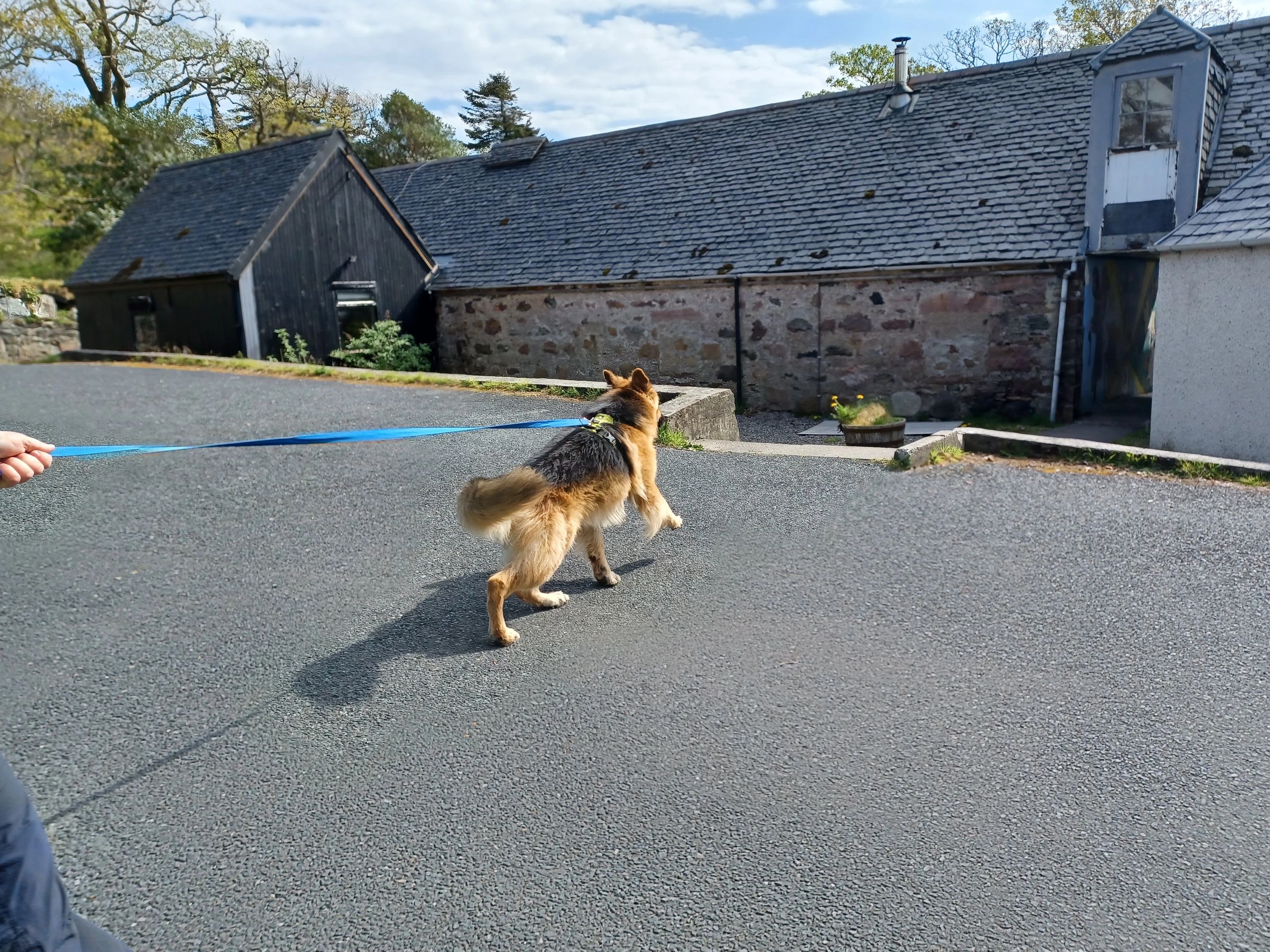 Mantrailing for Dogs - Highlands K9 Mantrailing