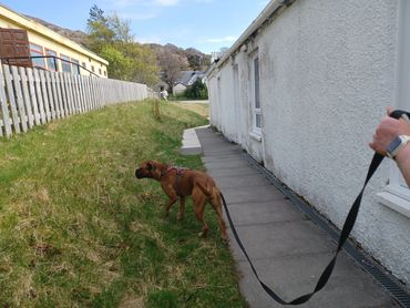 Mantrailing for Dogs - Highlands K9 Mantrailing