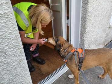 Mantrailing for Dogs - Highlands K9 Mantrailing