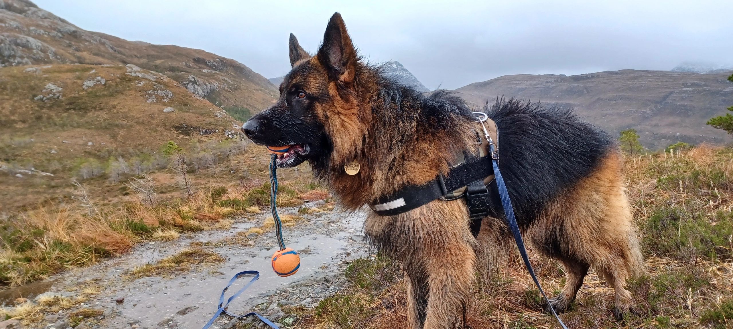 Mantrailing for Dogs - Highlands K9 Mantrailing