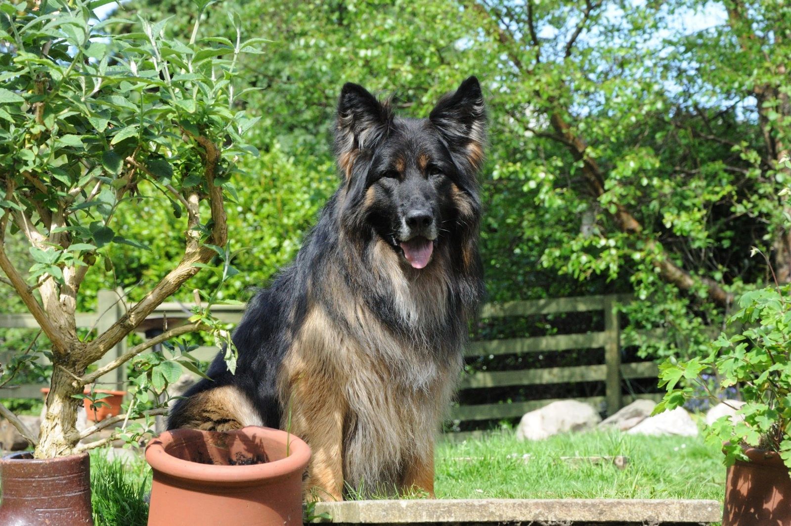 Mantrailing for Dogs - Highlands K9 Mantrailing