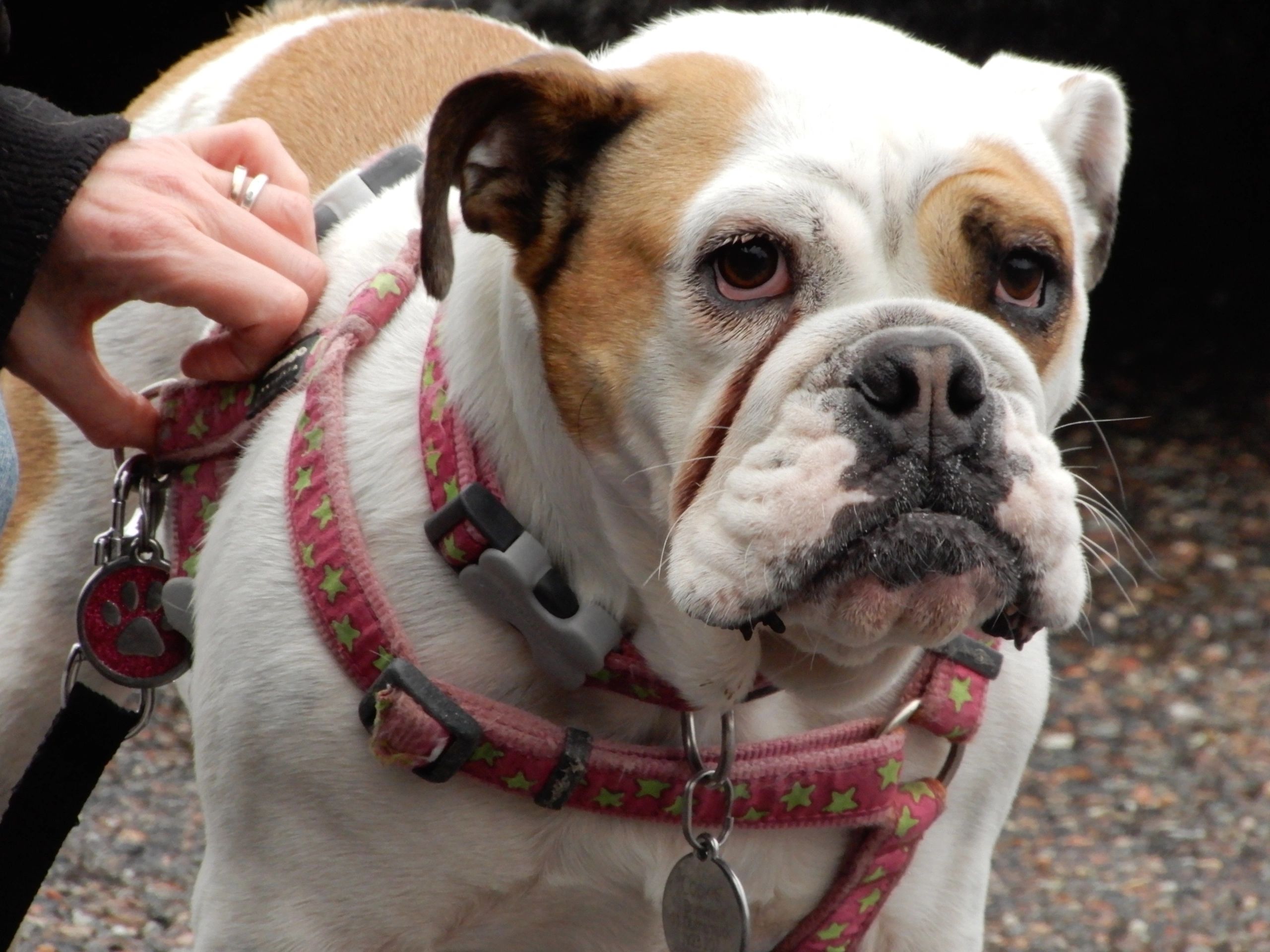 Mantrailing for Dogs - Highlands K9 Mantrailing