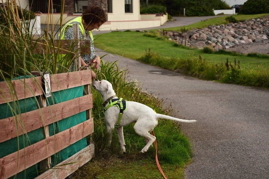 Mantrailing for Dogs - Highlands K9 Mantrailing