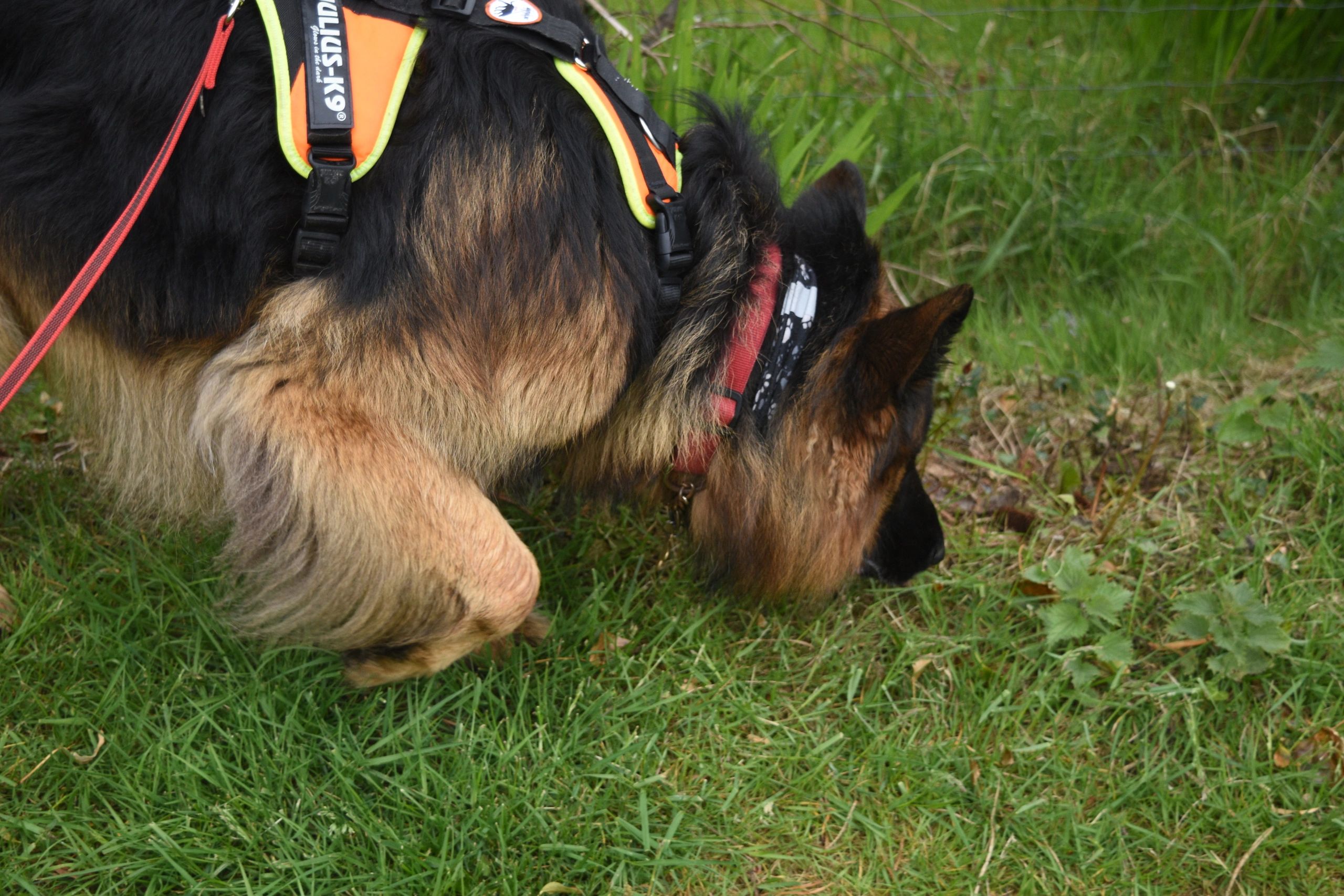 Mantrailing for Dogs - Highlands K9 Mantrailing