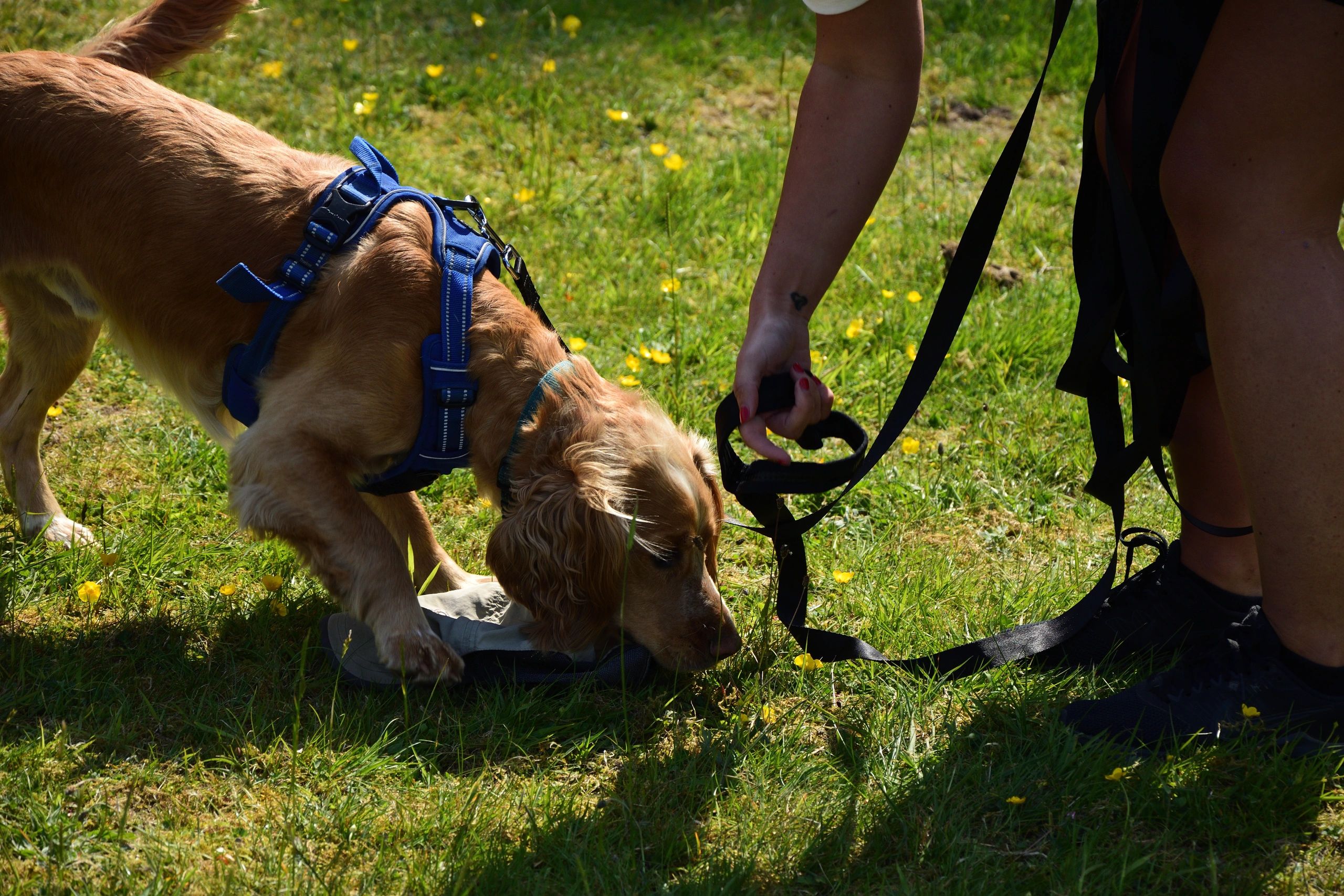 Mantrailing Introduction Workshop; 1st June 2024