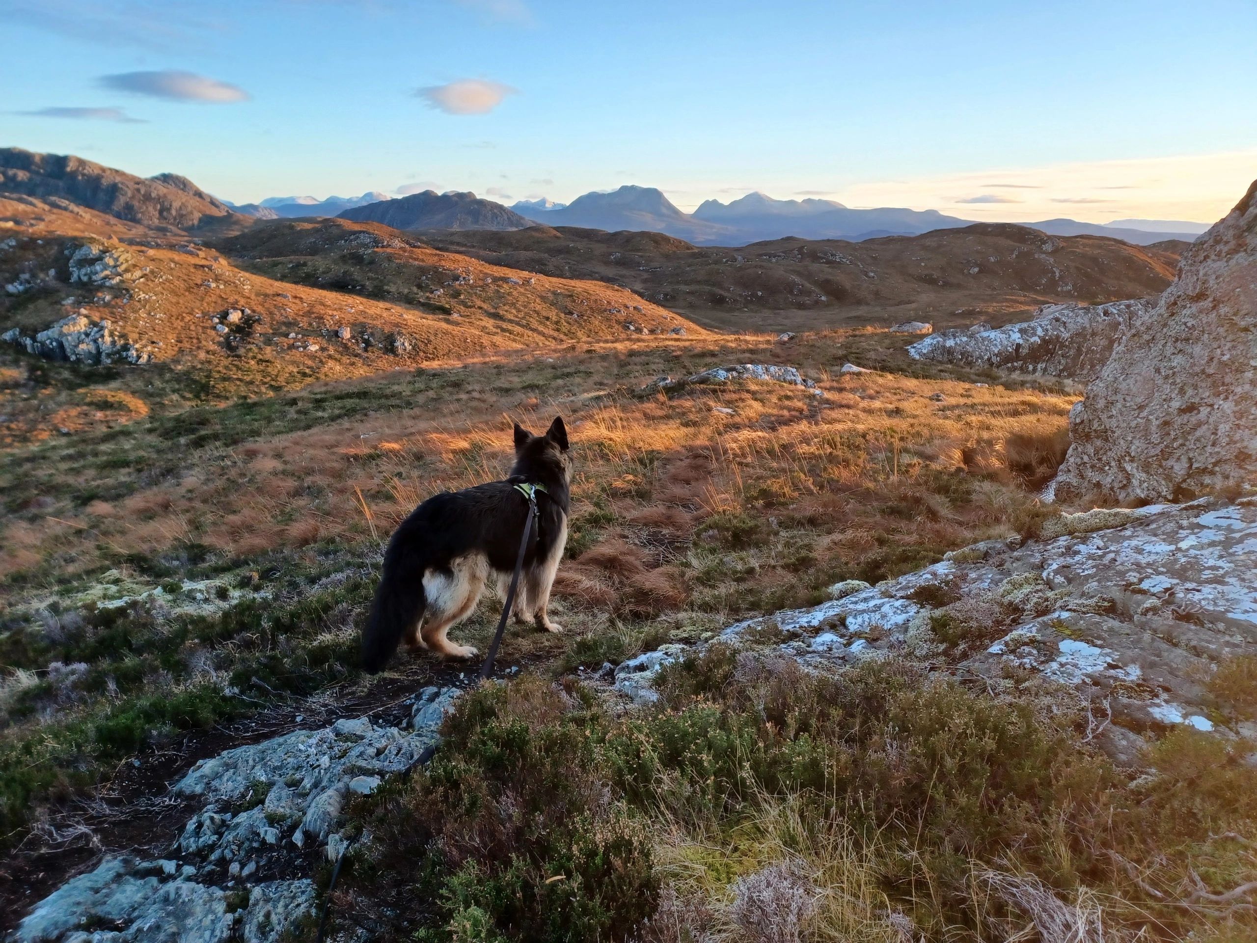 Mantrailing for Dogs - Highlands K9 Mantrailing