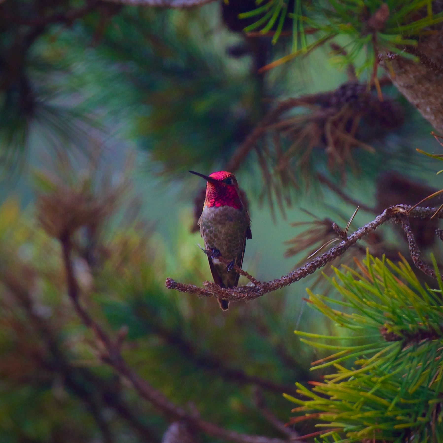 Gaily Images - Photography, Nature, Awards