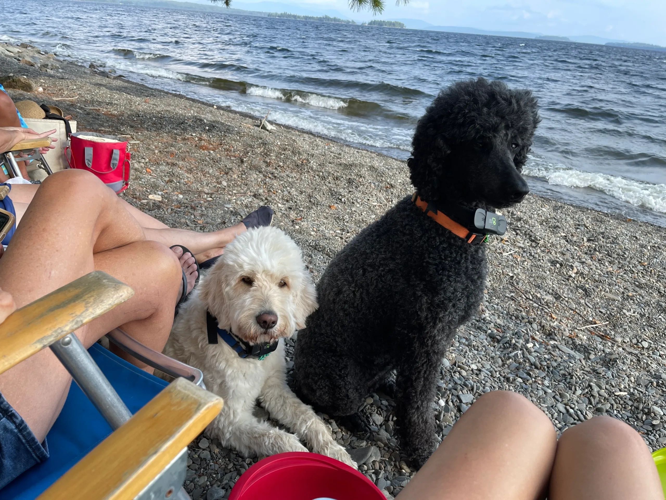 Breeding Principles | GRANT US POODLES & DOODLES