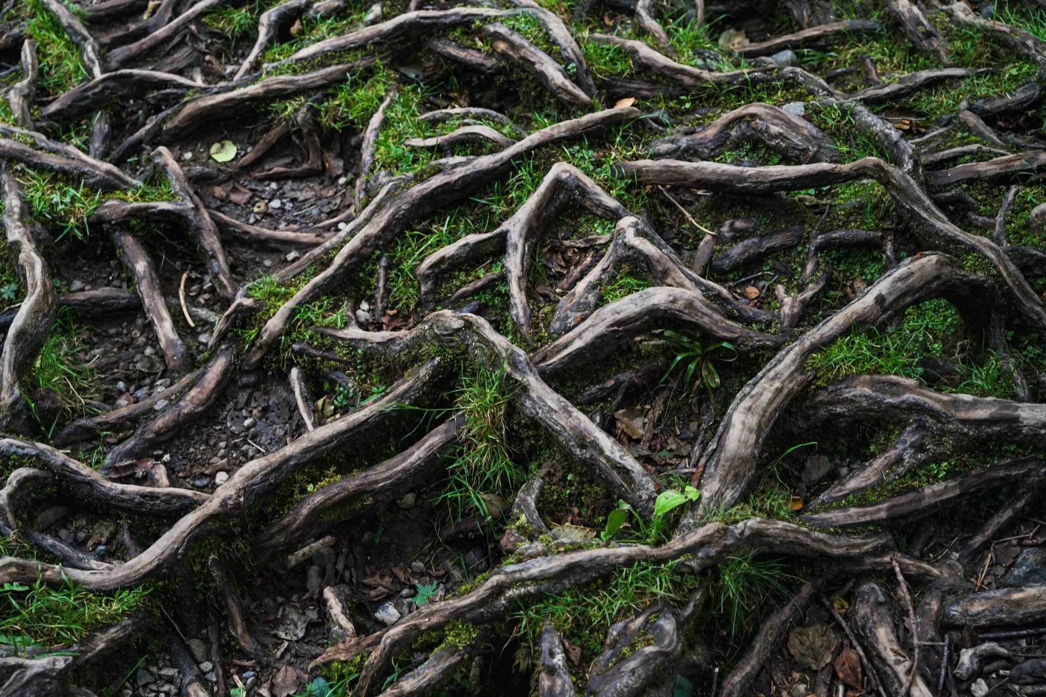 Rocky Mountain Roots