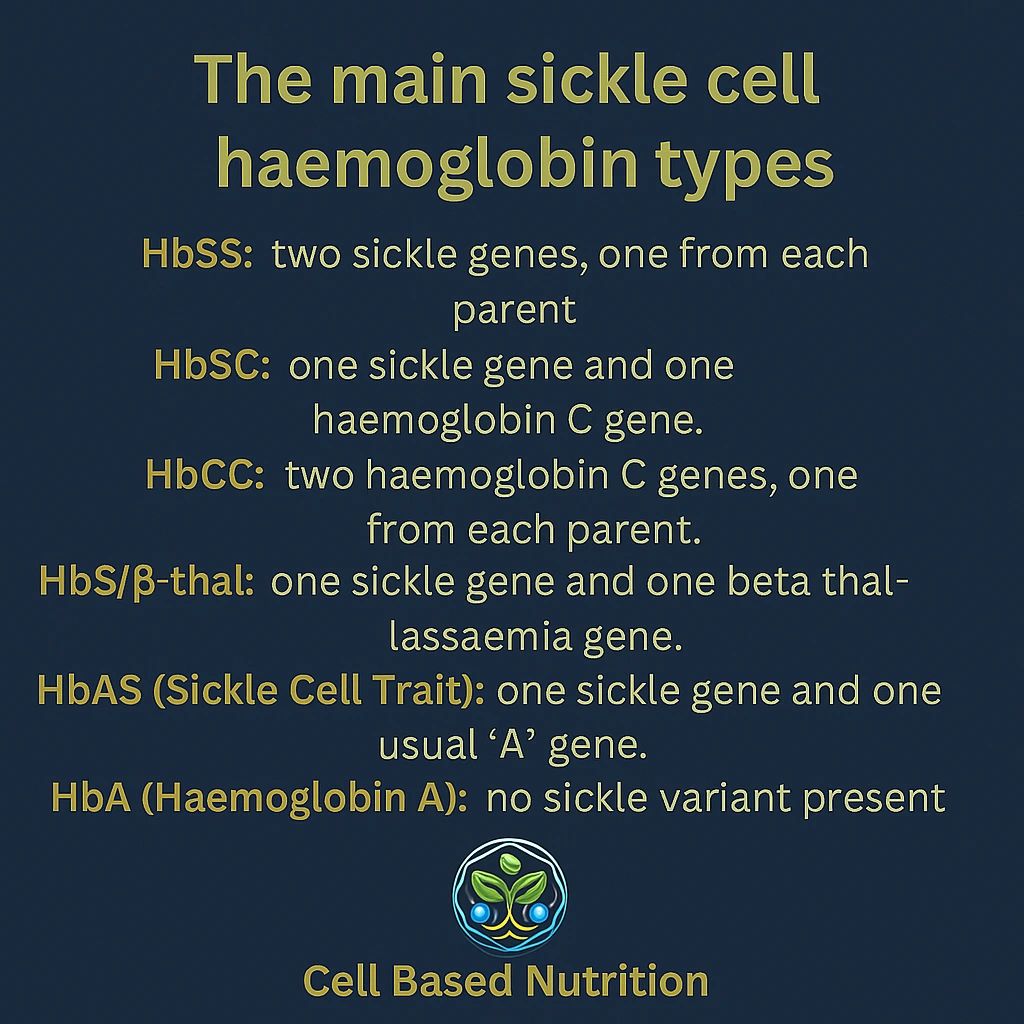 Understanding the Main Sickle Cell Haemoglobin Types