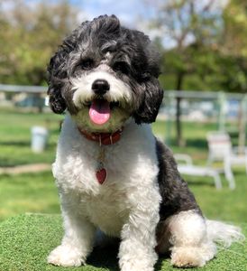 Our Dogs | Blue Line Dogs