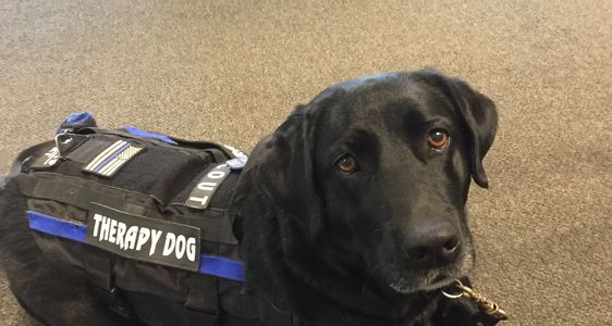 Our Dogs | Blue Line Dogs