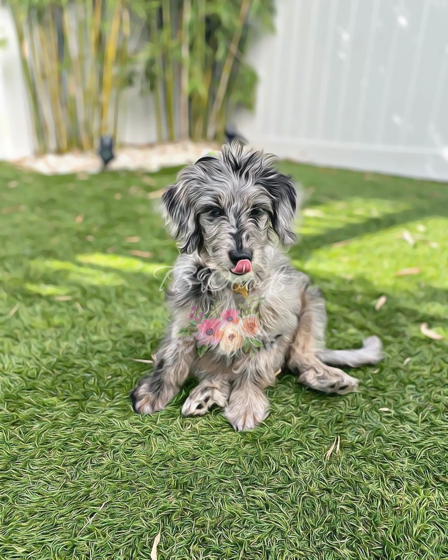 Tampa Bay Doodles - Doodle Puppies, Mini Aussiedoodles