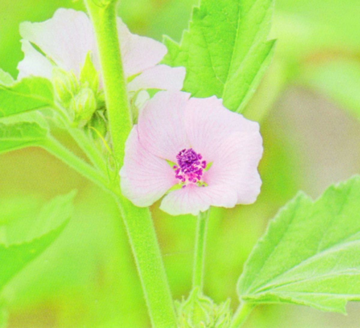 Marsh Mallow, Althaea Officinalis