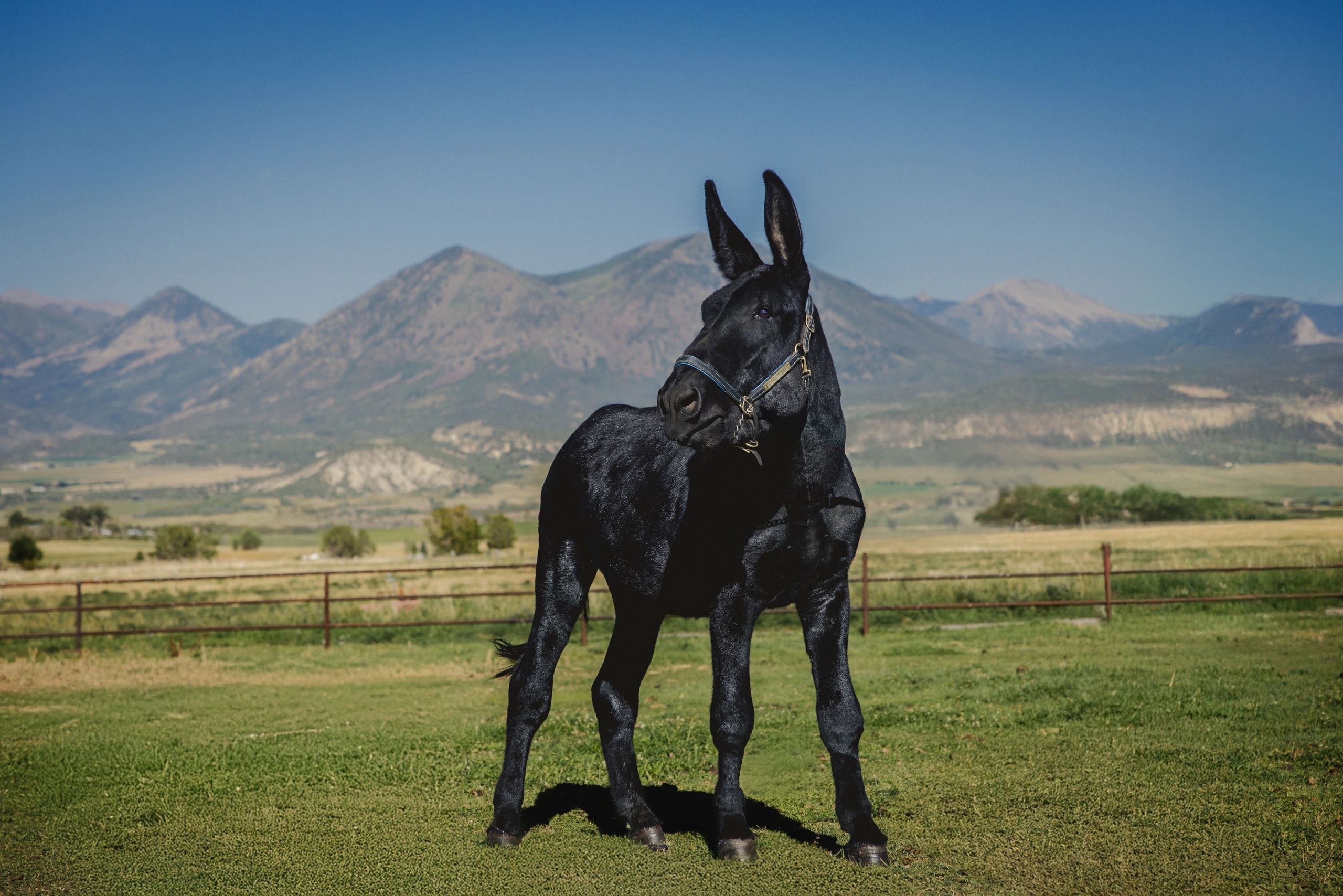 Buck Canyon Farms - Buck Canyon Farms Mammoths and Mules, Registered ...
