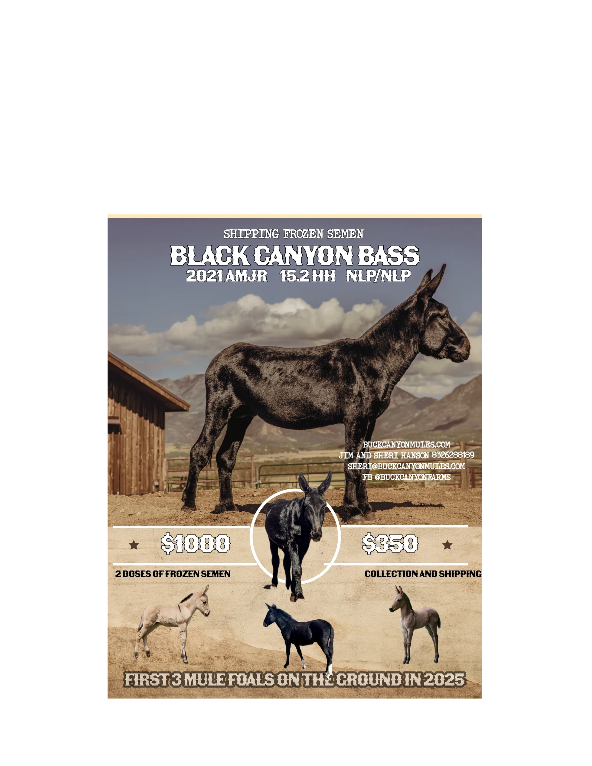 Buck Canyon Farms - Buck Canyon Farms Mammoths and Mules, Registered ...