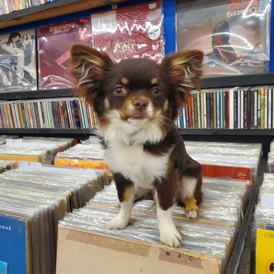 Amazon Storefront | Vinyl Explosion