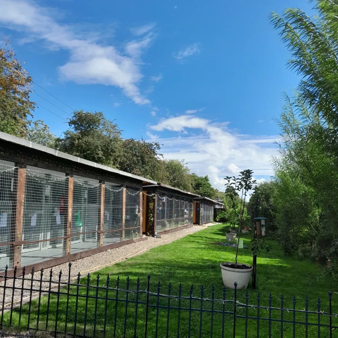 Alloa Cattery - Cattery in Alloa - Falkirk, Scotland