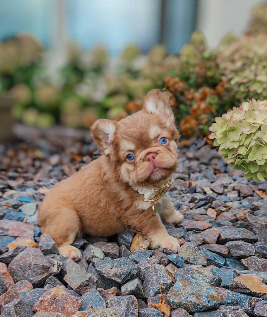 Available Lavish Puppies