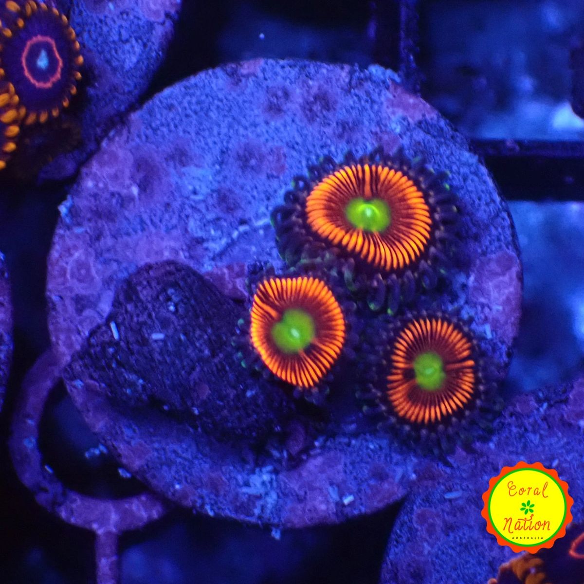 Everlasting Gobstopper Zoanthid Frag Everlasting Gobstopper Zoanthid Frag