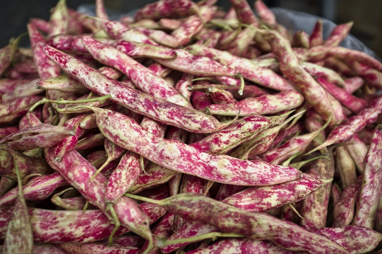Rosecoco Beans in Kenya: All You Need to Know - ToasterDing