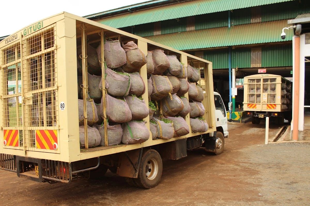 Types of Kenyan Teas and Production Explained - ToasterDing