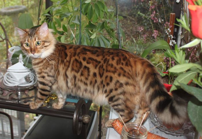 KatzMeow Bengals - Cashmere Long Hair Bengals, Bengal Kittens