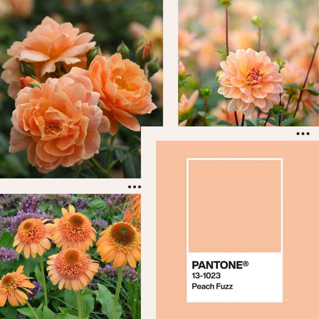 Embracing Peach Fuzz: Elevating Your Garden with the Pantone Colo
