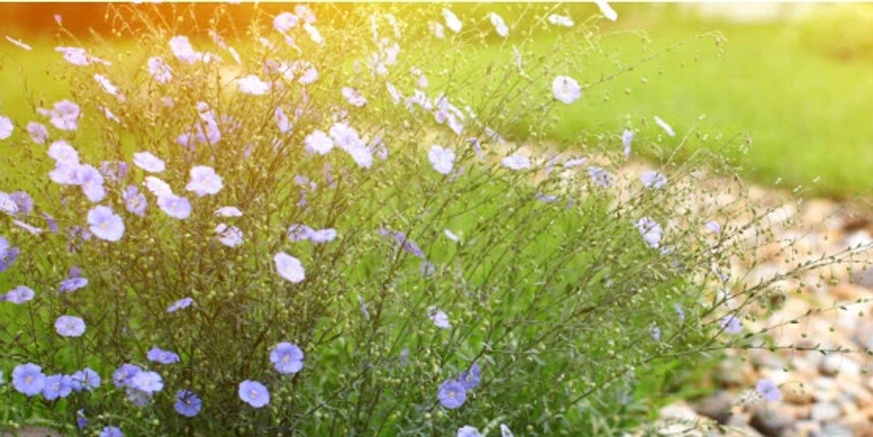 Fusion Landscaping - Landscape Designs by Jodie Munshaw