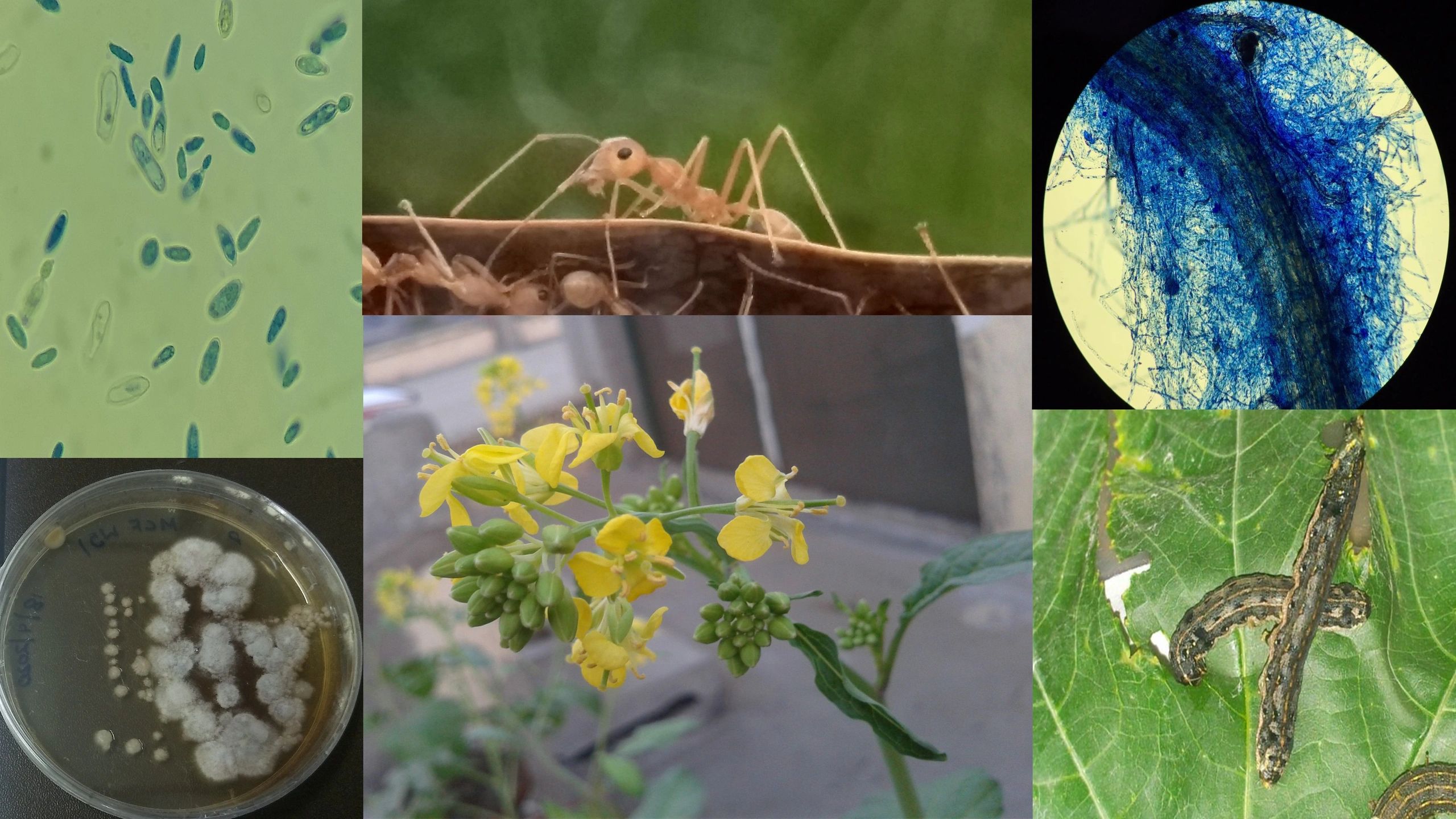 Animal Plant Interaction Lab