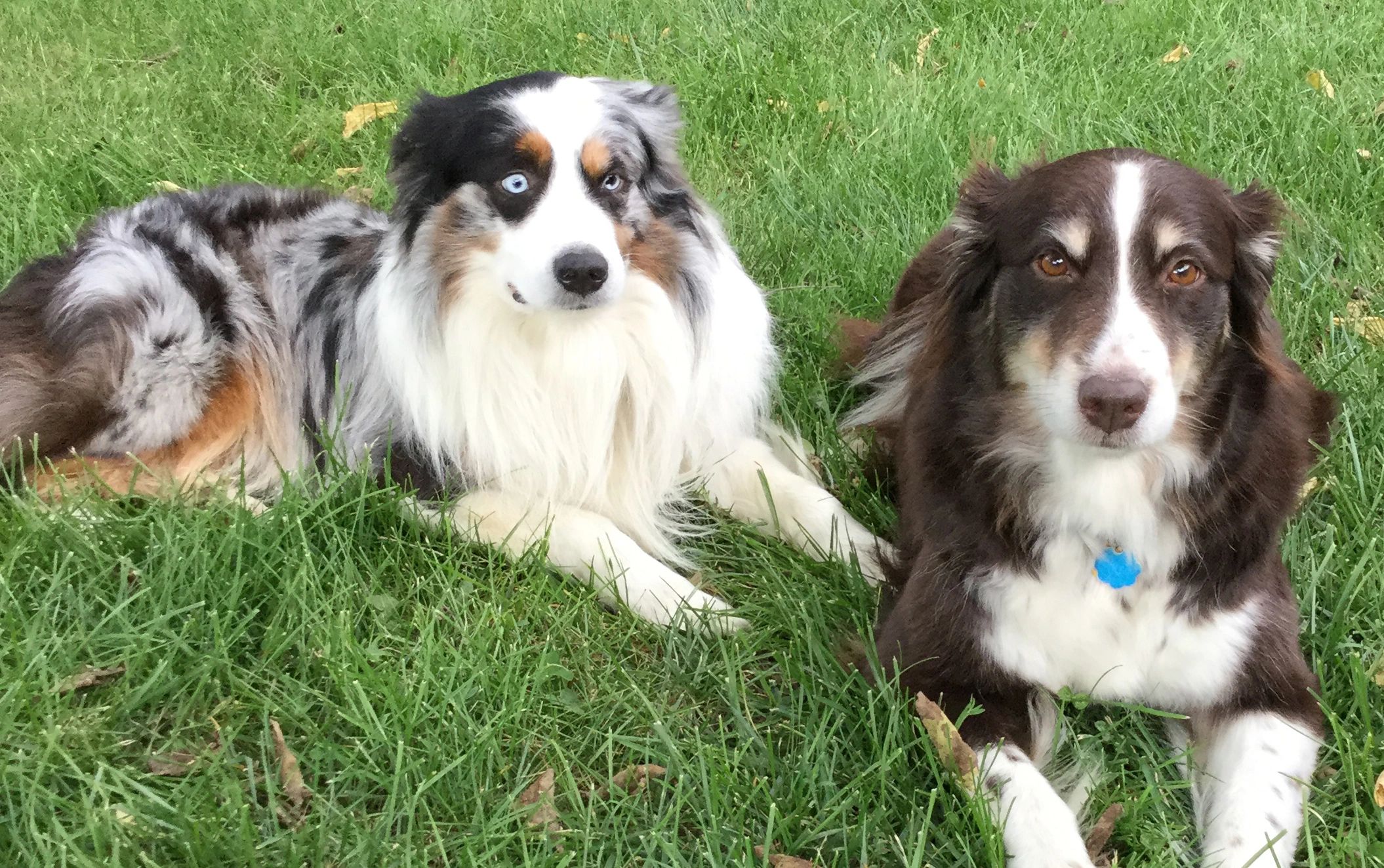 River Trails Aussies
