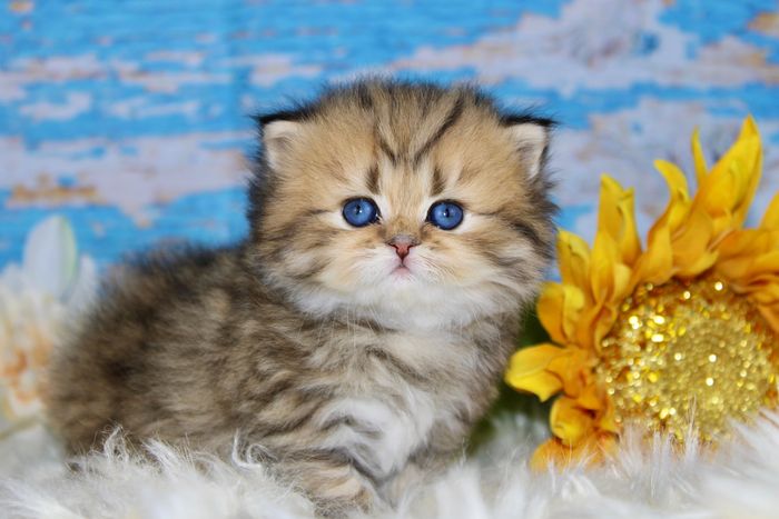 Dreamdoll Persians: Your Destination for Adorable Persian Kittens