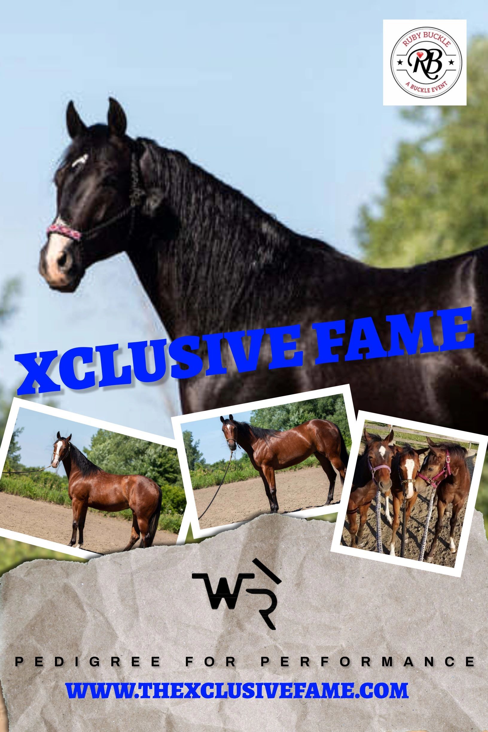 RUBY BUCKLE | barrel horse stallion