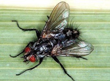 Importance of T-flies & the truth behind Monarch numbers