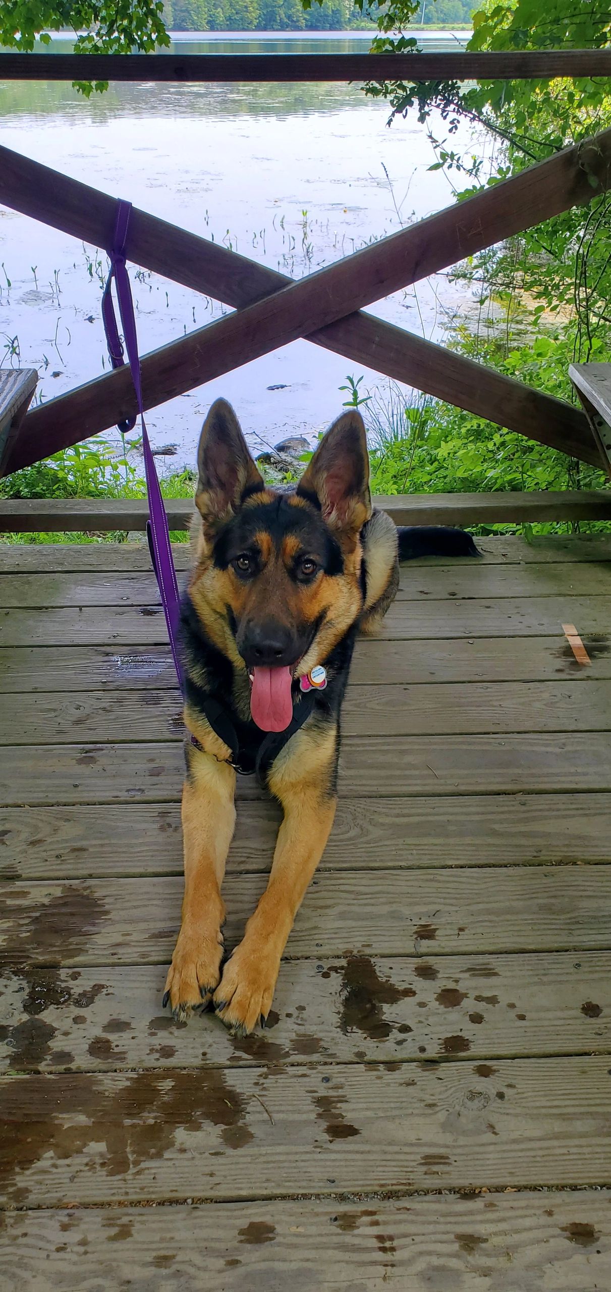 Dog Trainer - Jewel in the Ruff Dog Training