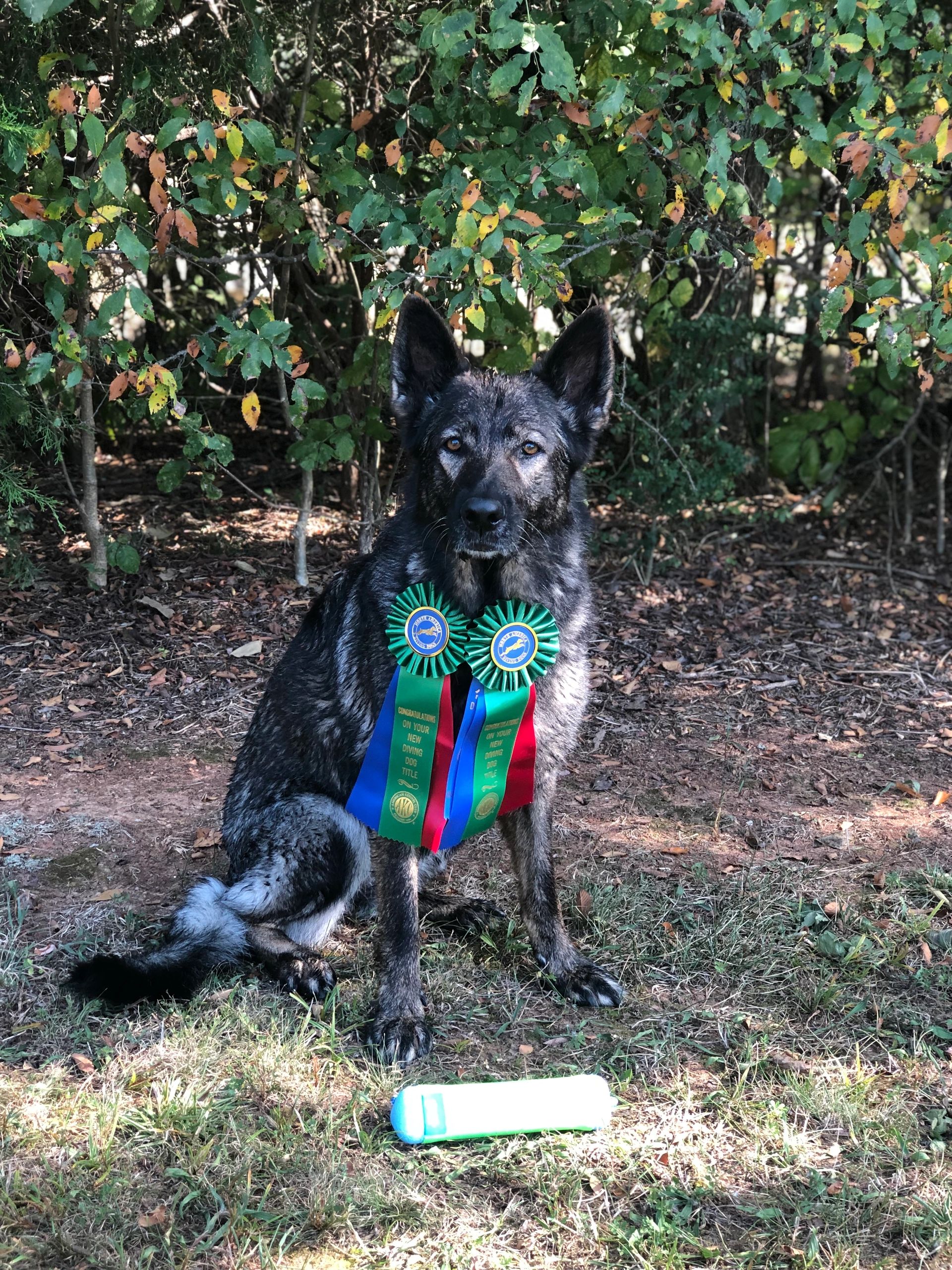 Devil Dog K9 Fitness & Training