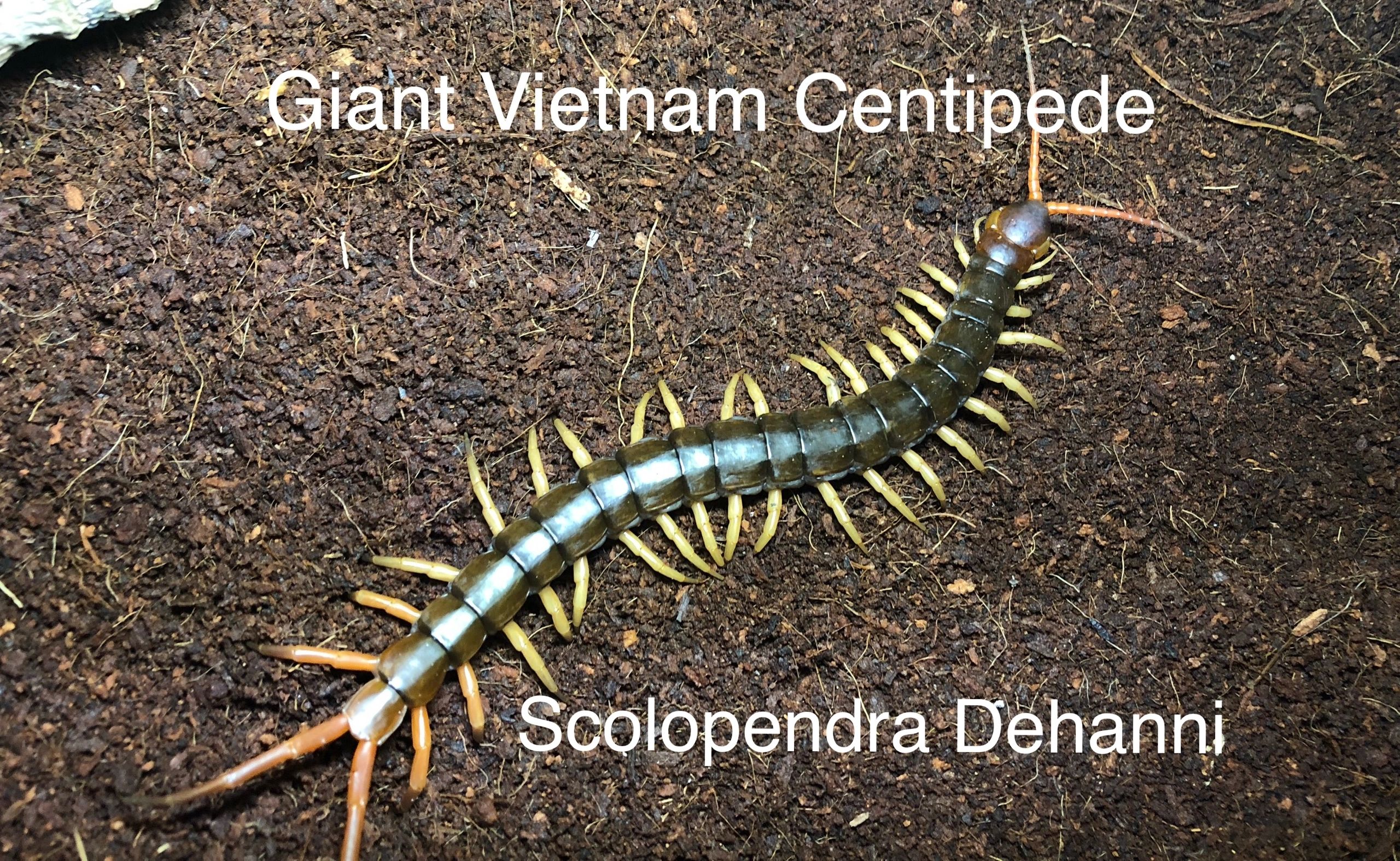 Centipedes