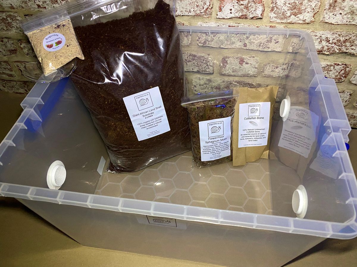33.5L Land Snail Enclosure with basic contents