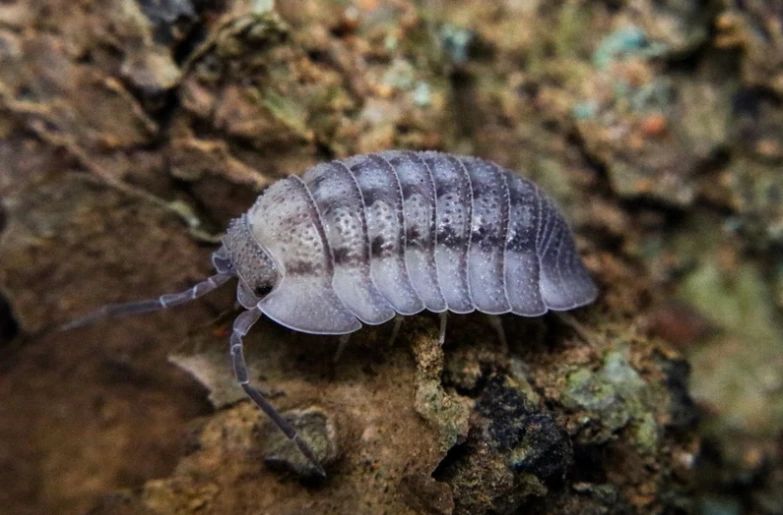 Armadillidium Peraccae