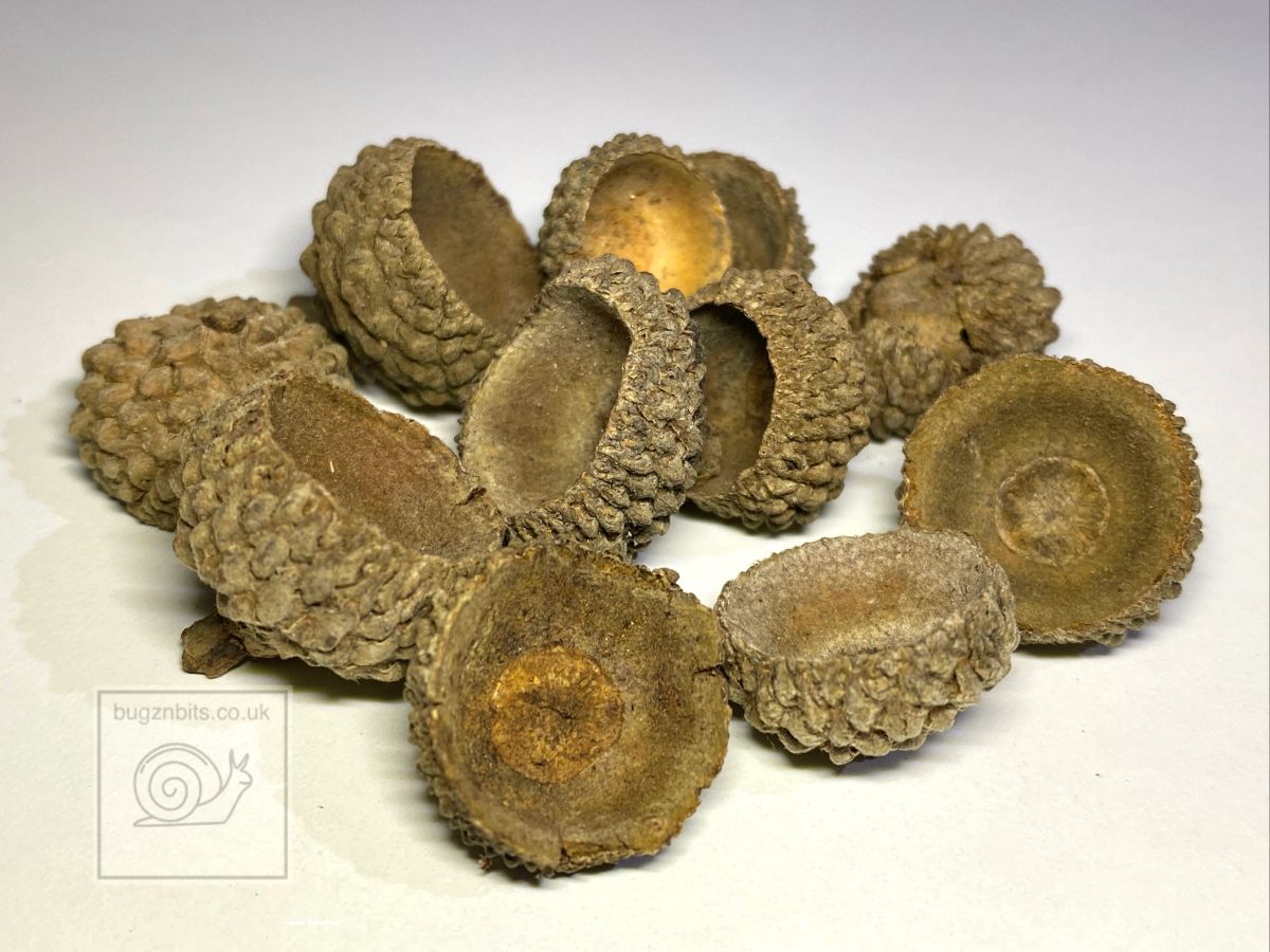 Natural Oak Cups